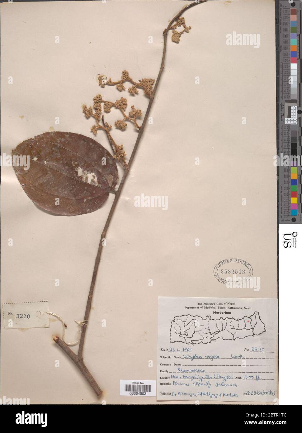 Ziziphus rugosa Lam Stock Photo - Alamy