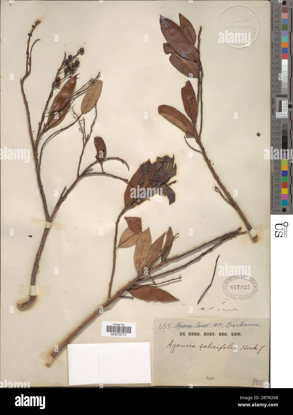 Agarista hi-res stock photography and images - Alamy