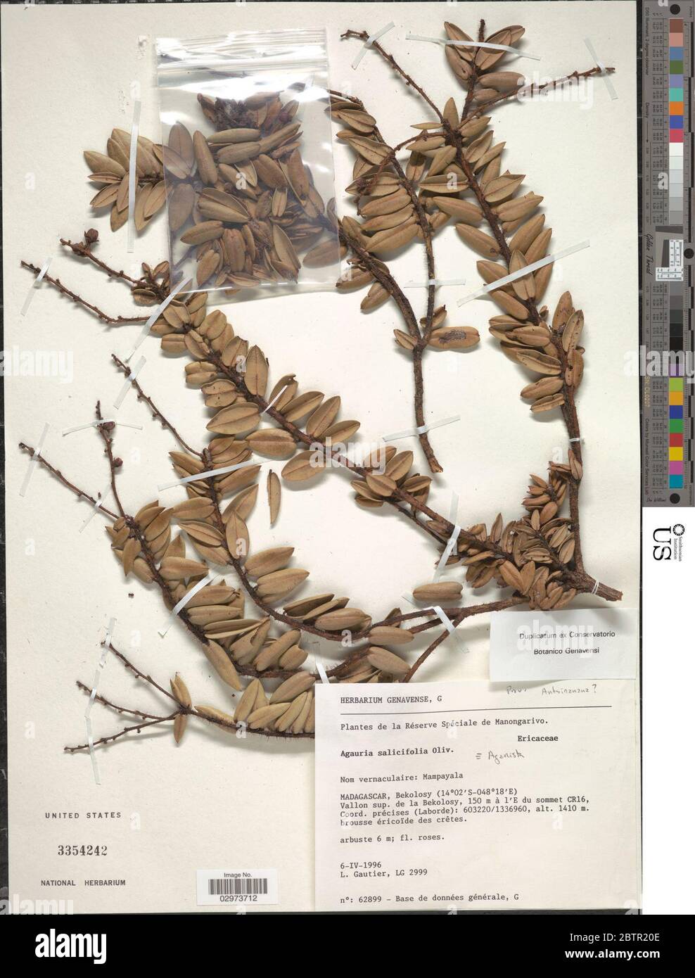 Agarista hi-res stock photography and images - Alamy