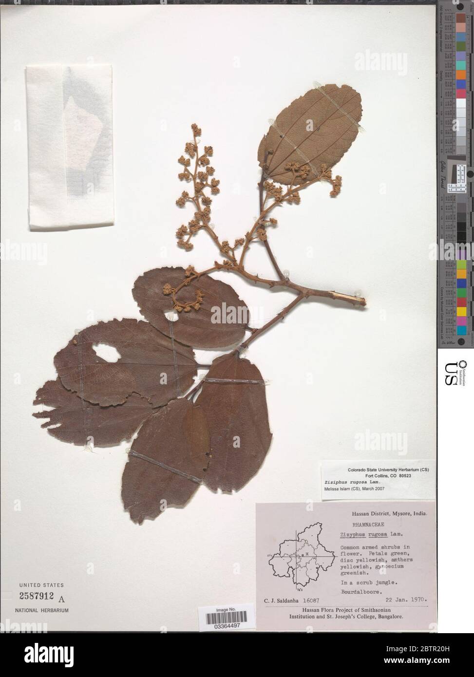 Ziziphus rugosa Lam Stock Photo - Alamy