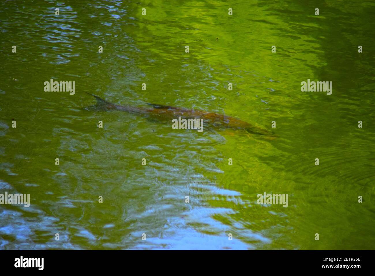 fish in a lake Stock Photo - Alamy