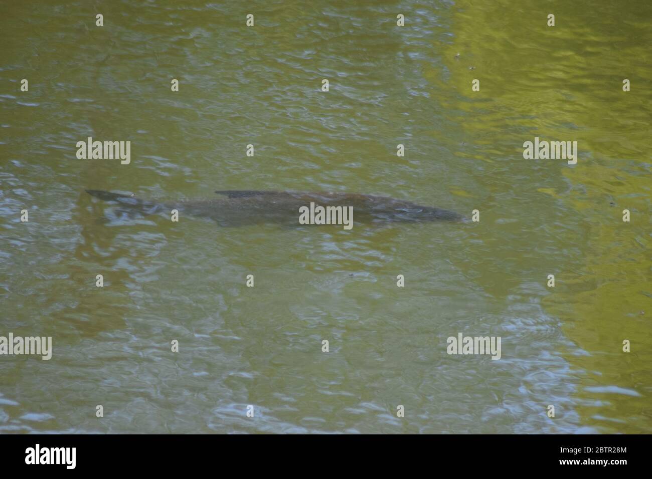 fish in a lake Stock Photo - Alamy