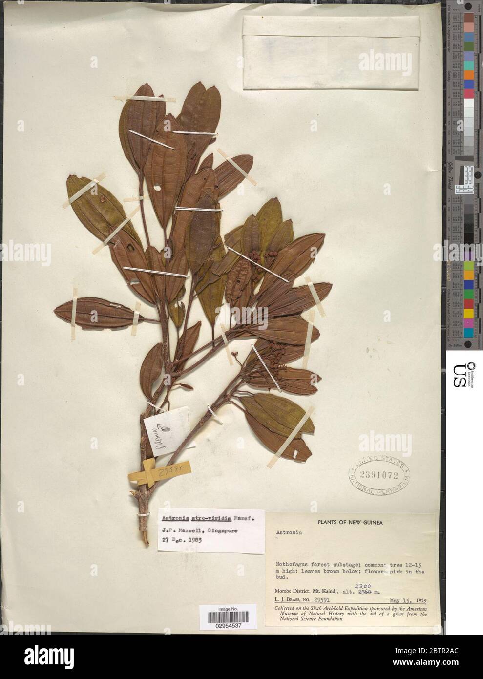 Astronia hi-res stock photography and images - Alamy