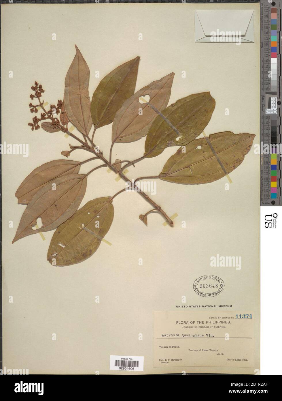 Astronia hi-res stock photography and images - Alamy