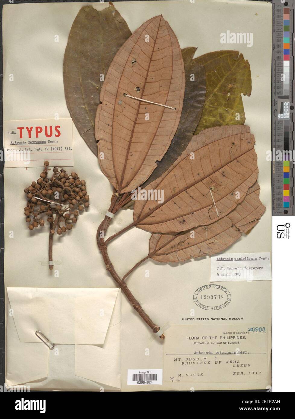 Astronia candolleana Cogn Stock Photo - Alamy