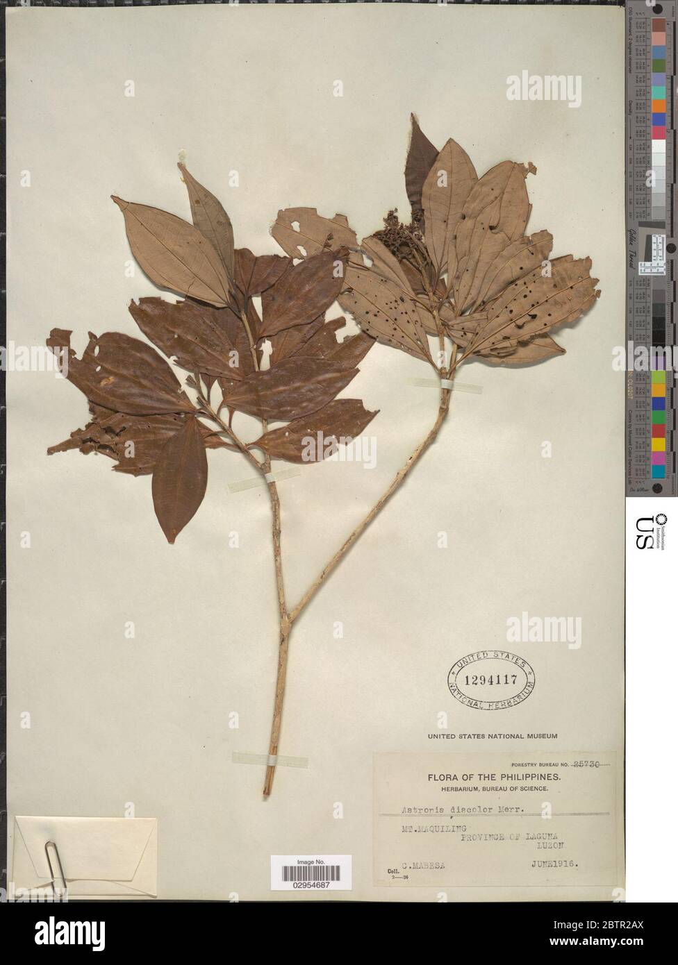 Astronia hi-res stock photography and images - Alamy