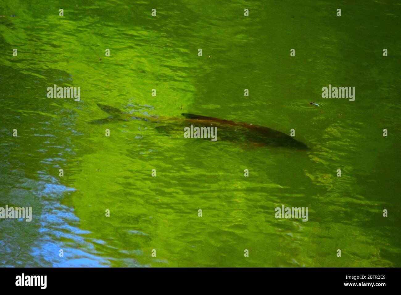 fish in a lake Stock Photo - Alamy