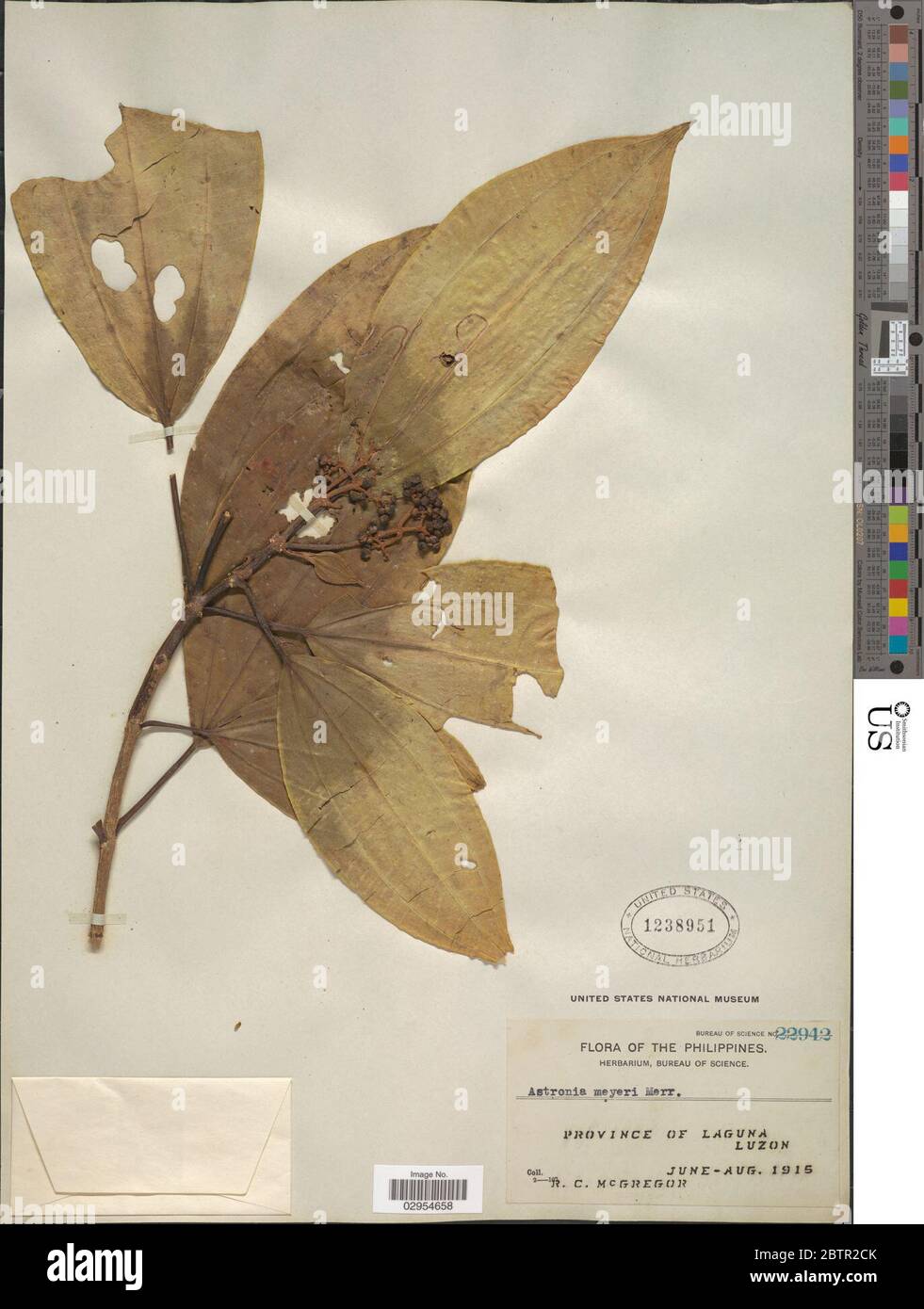 Astronia hi-res stock photography and images - Alamy