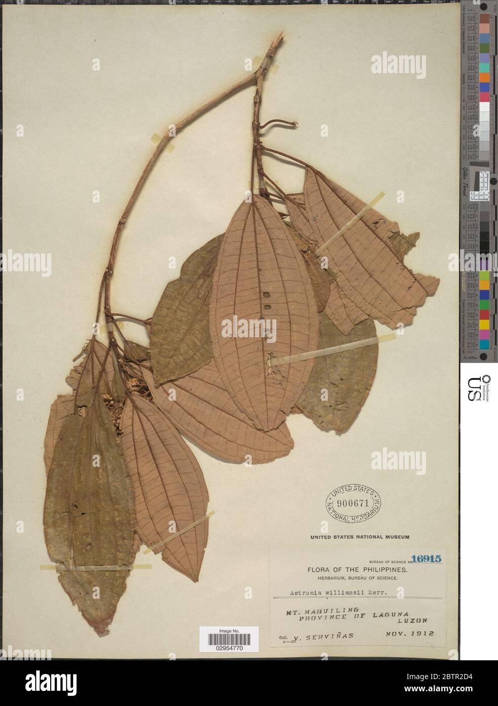 Astronia hi-res stock photography and images - Alamy