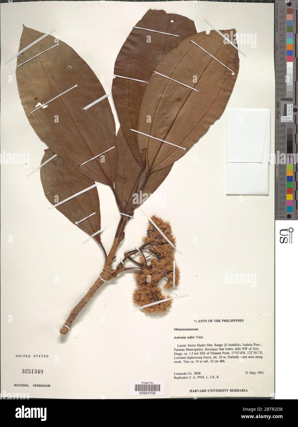 U s national herbarium hi-res stock photography and images - Alamy