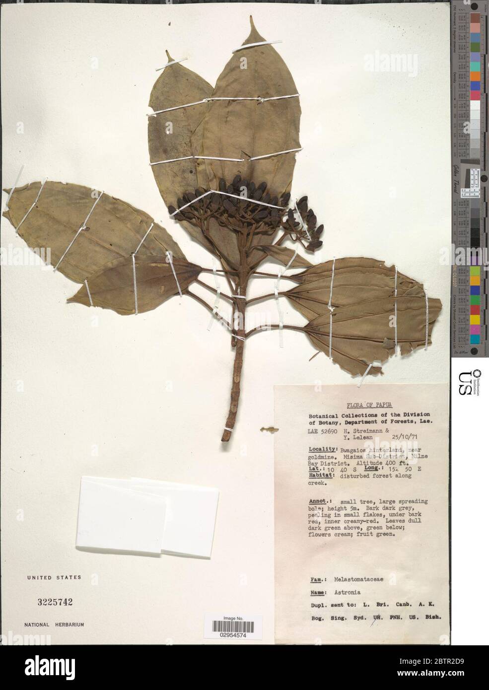 Astronia hi-res stock photography and images - Alamy