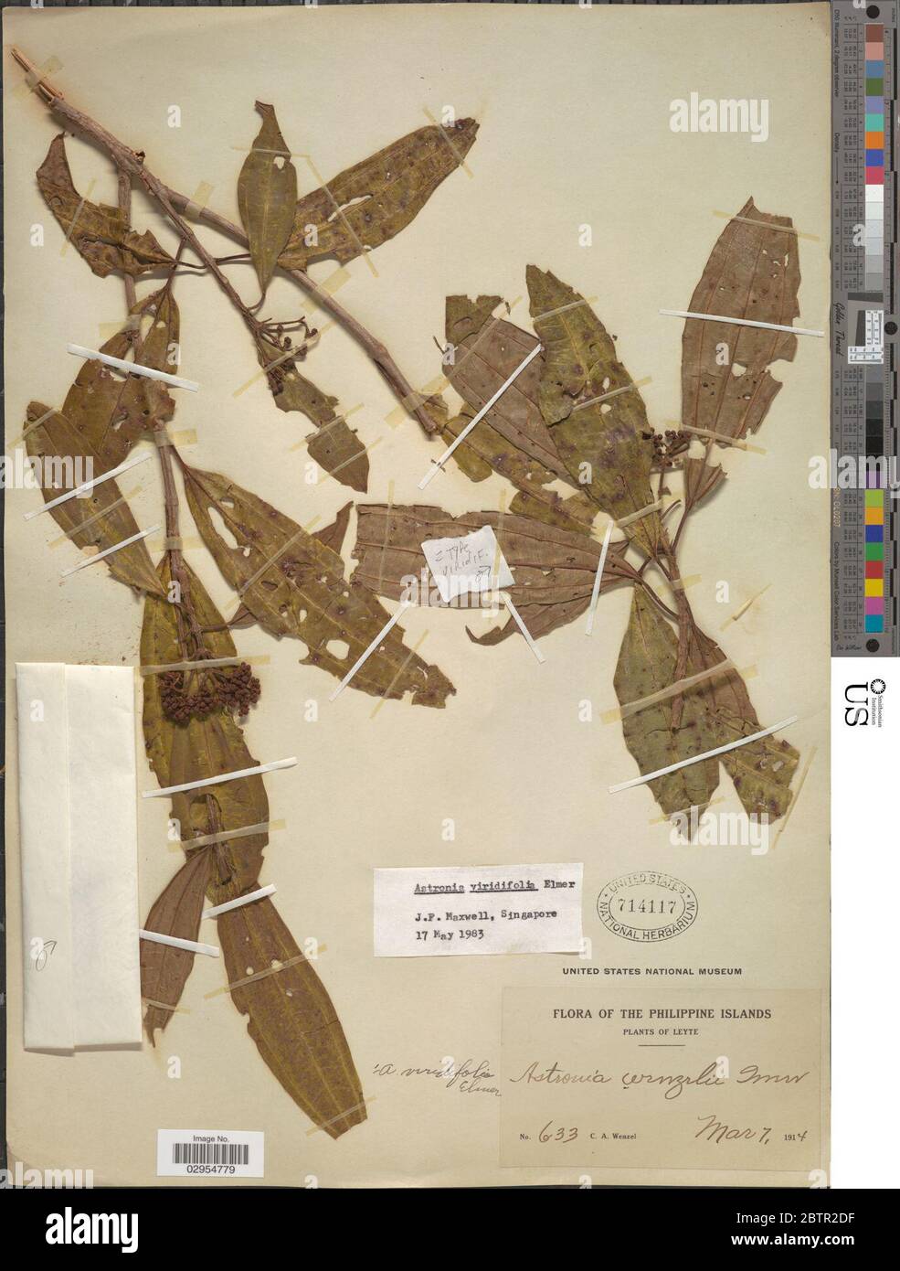 Astronia viridifolia Elmer Stock Photo - Alamy