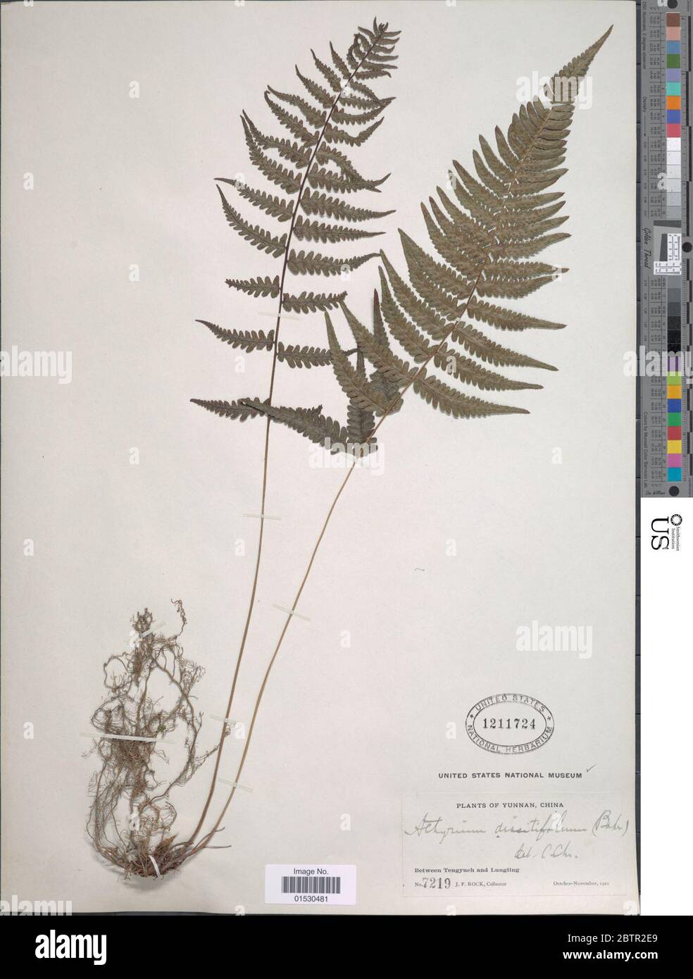 Athyrium dissitifolium Baker C Chr Stock Photo - Alamy