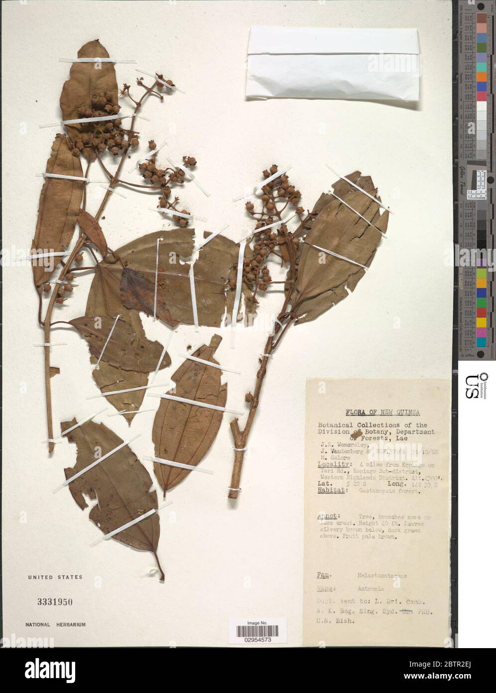 Astronia hi-res stock photography and images - Alamy