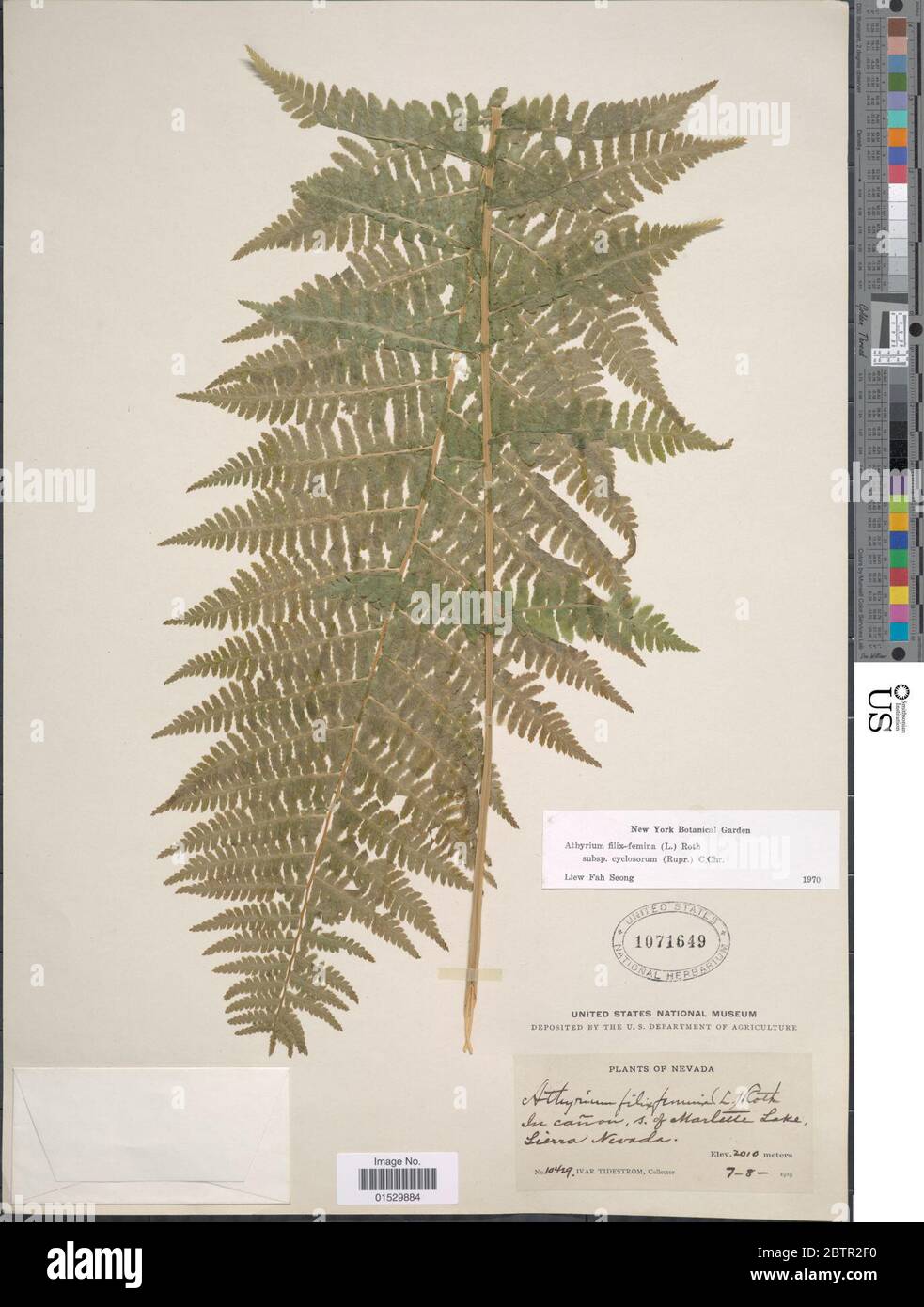 Filixfemina hi-res stock photography and images - Alamy