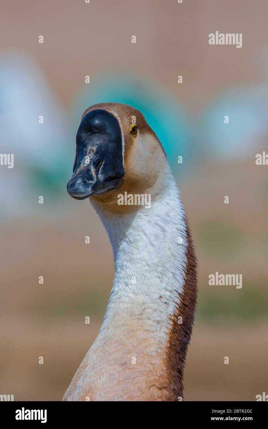 Domestic Swan goose from Saudi Arabia Stock Photo - Alamy