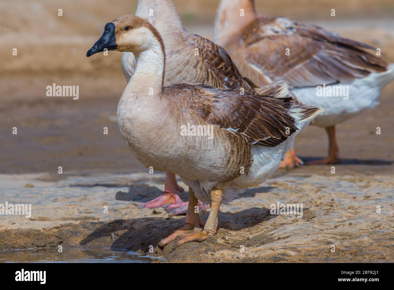 Domestic Swan goose from Saudi Arabia Stock Photo - Alamy