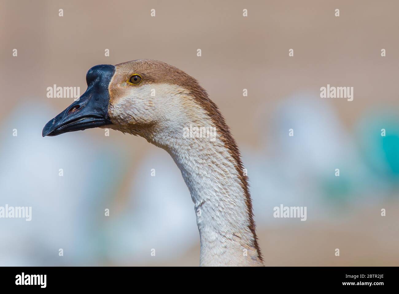Domestic Swan goose from Saudi Arabia Stock Photo - Alamy