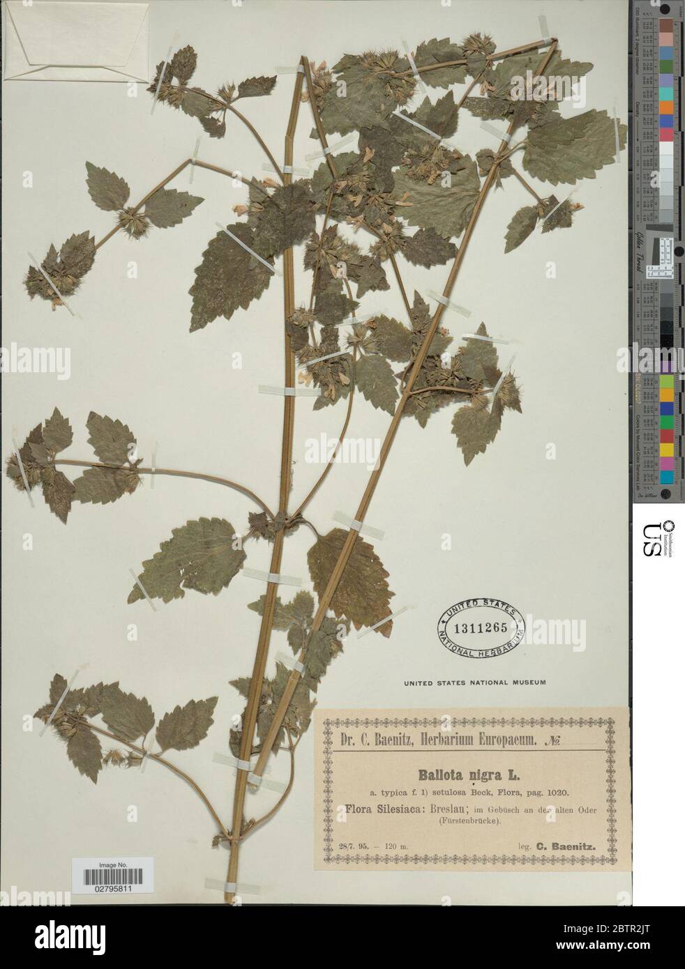 Ballota nigra l hi-res stock photography and images - Alamy