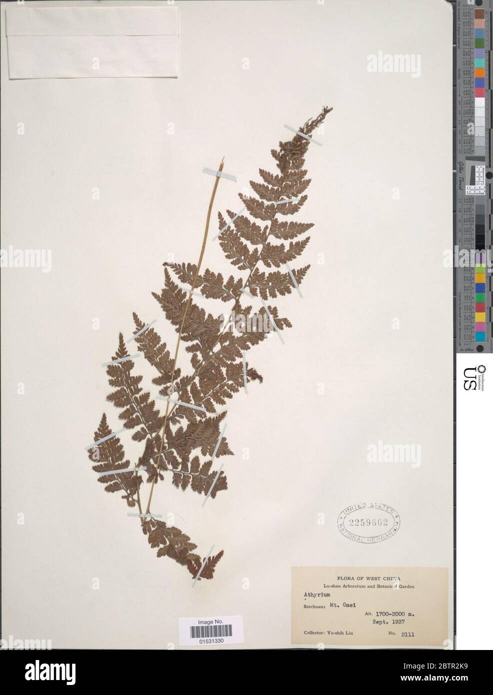 Athyrium sp hi-res stock photography and images - Alamy
