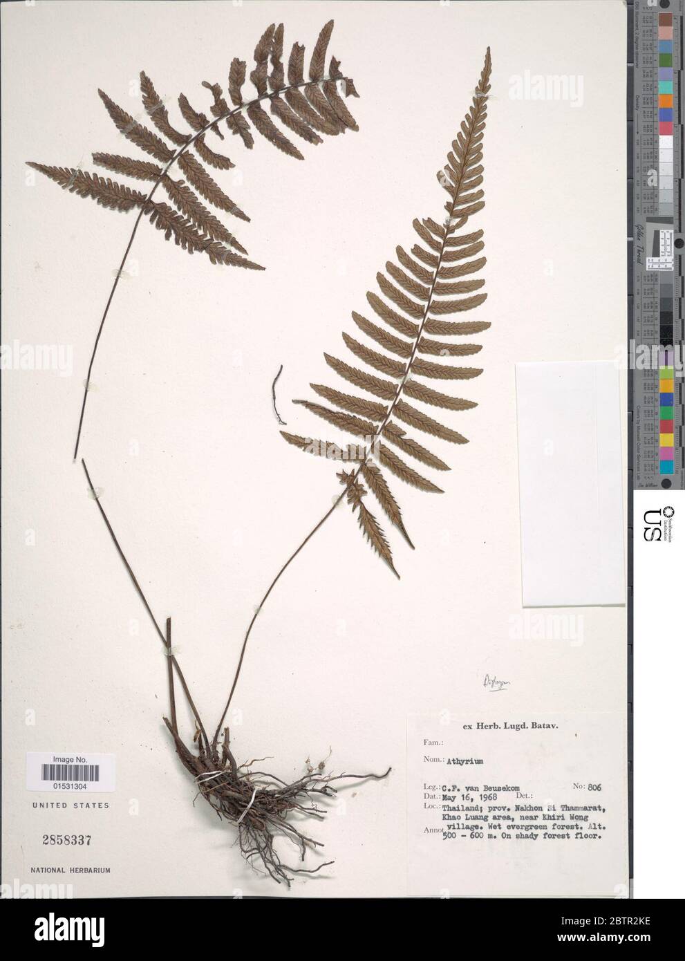 Athyrium sp hi-res stock photography and images - Alamy