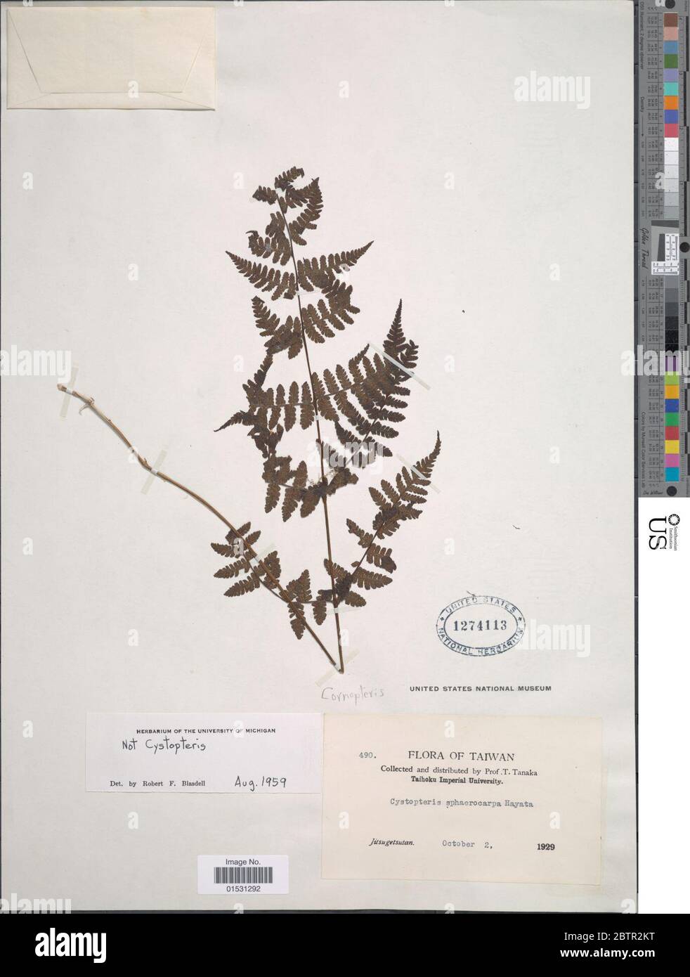 Athyrium sp hi-res stock photography and images - Alamy