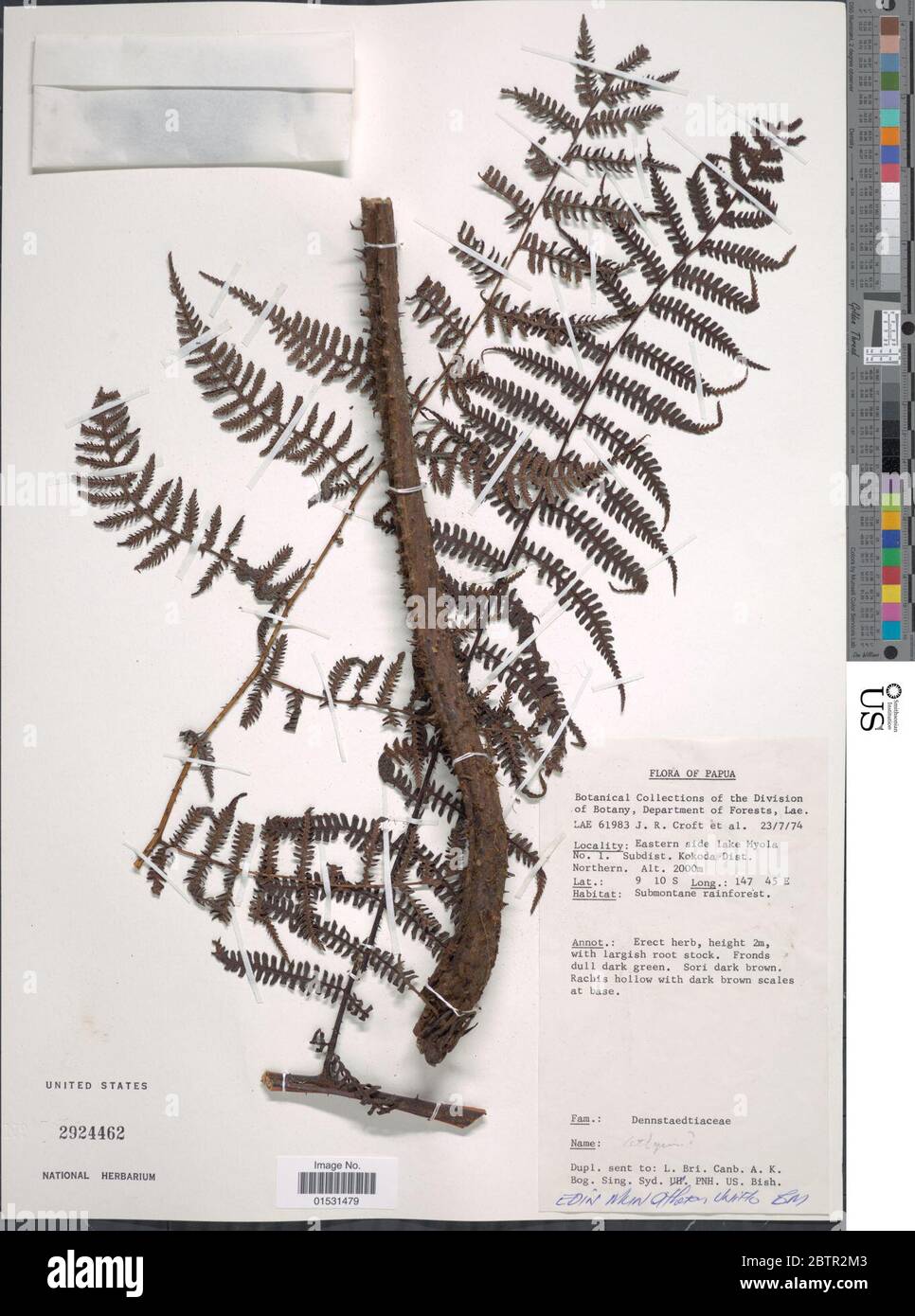Athyrium sp hi-res stock photography and images - Alamy