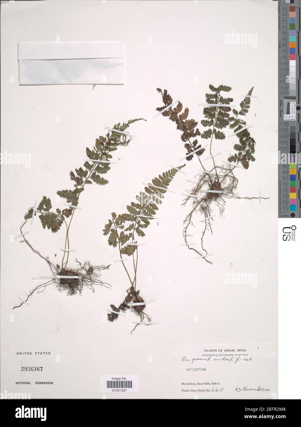 Athyrium sp hi-res stock photography and images - Alamy