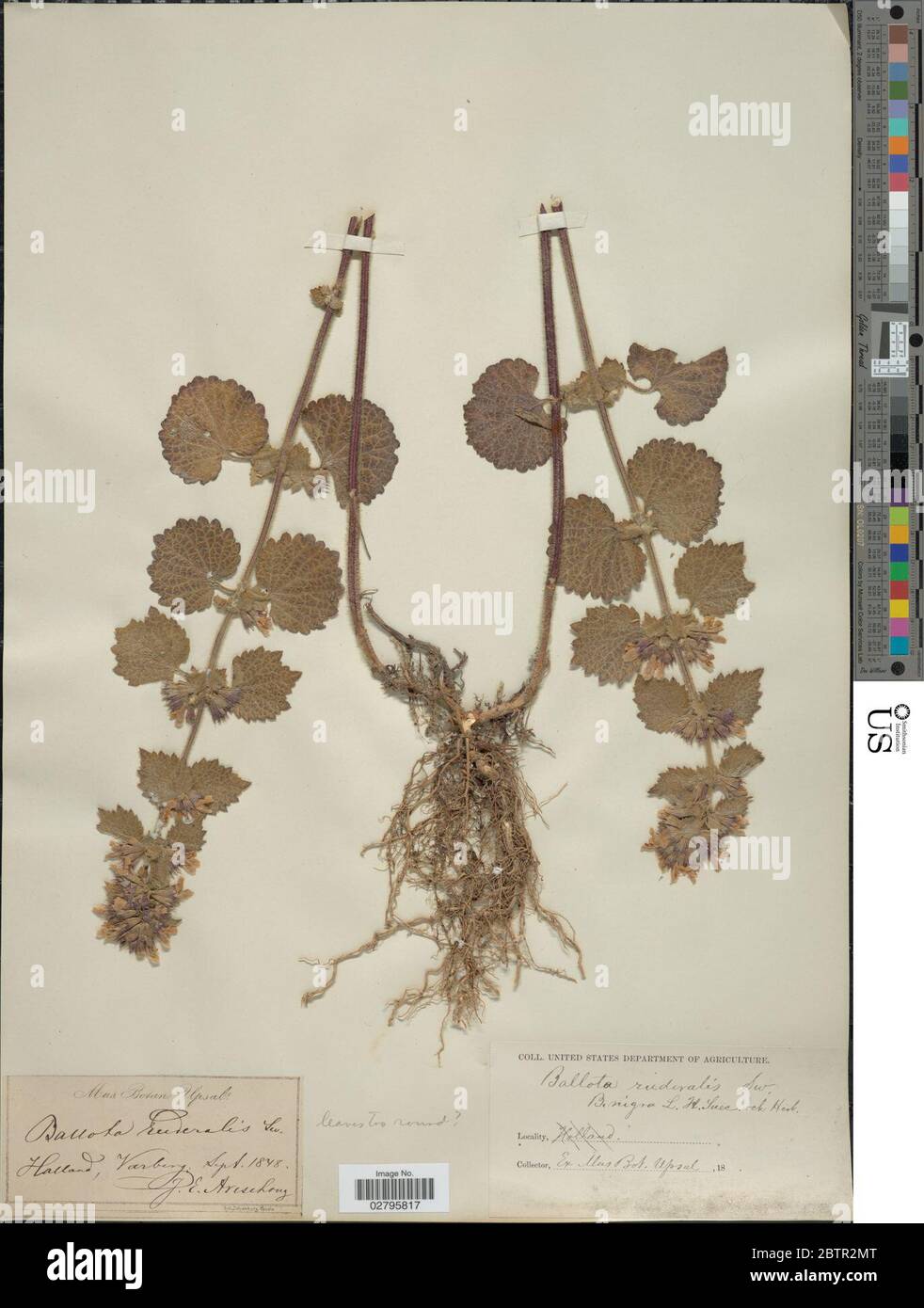 Ballota nigra l hi-res stock photography and images - Alamy