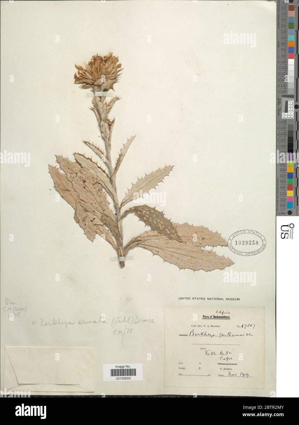 Carthamoides hi-res stock photography and images - Alamy