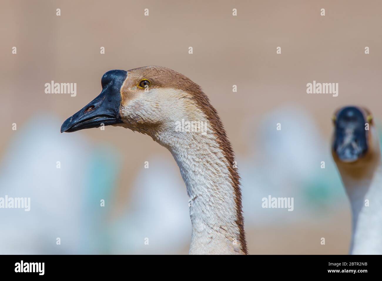 Goose and swan hi-res stock photography and images - Alamy