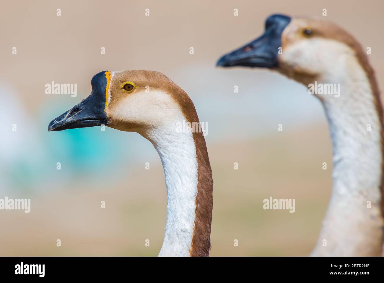 Domestic Swan goose from Saudi Arabia Stock Photo - Alamy