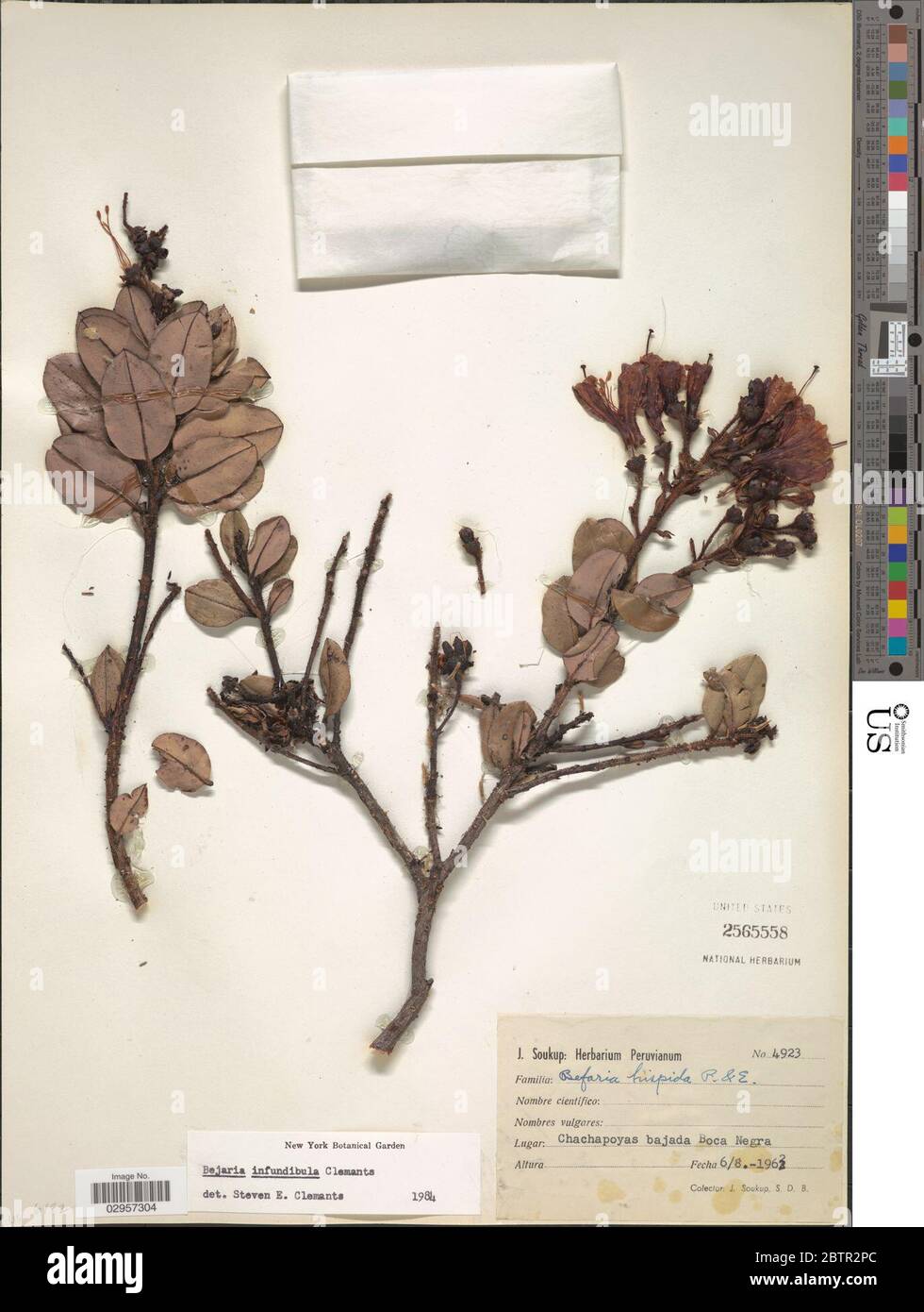 Infundibula hi-res stock photography and images - Alamy