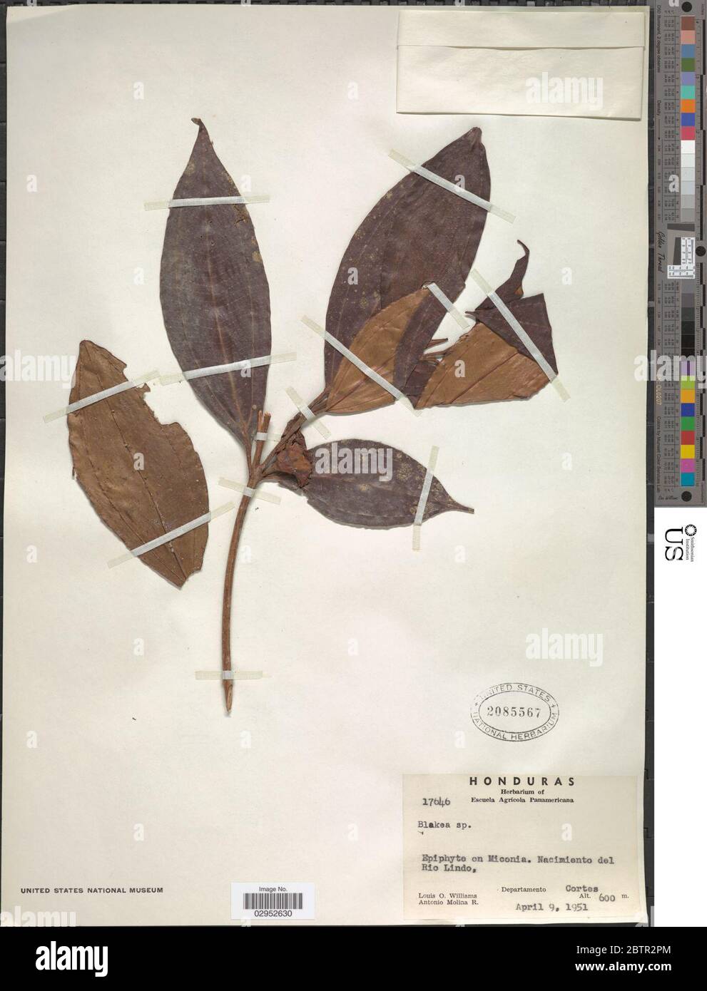 Blakea cuneata Standl Stock Photo - Alamy