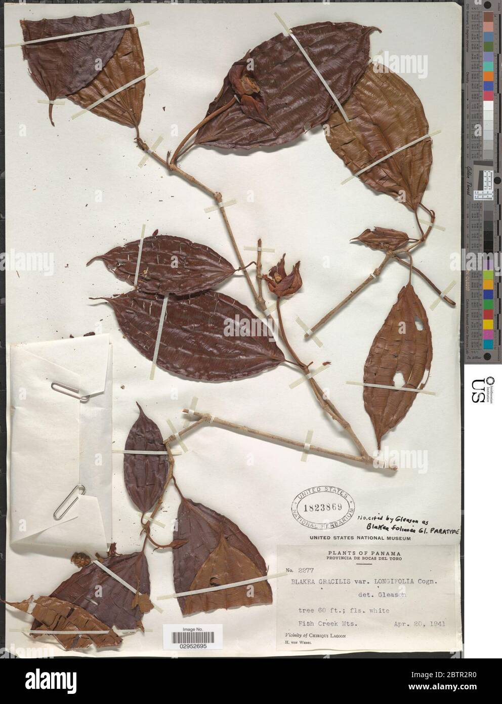 Blakea foliacea Gleason Stock Photo - Alamy