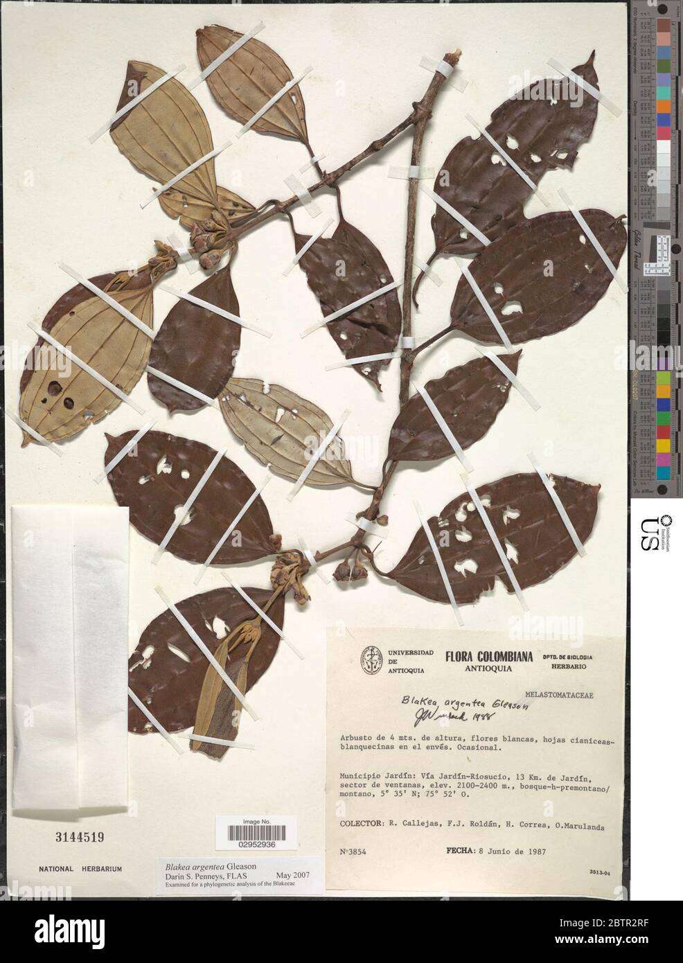 Blakea argentea Gleason Stock Photo - Alamy