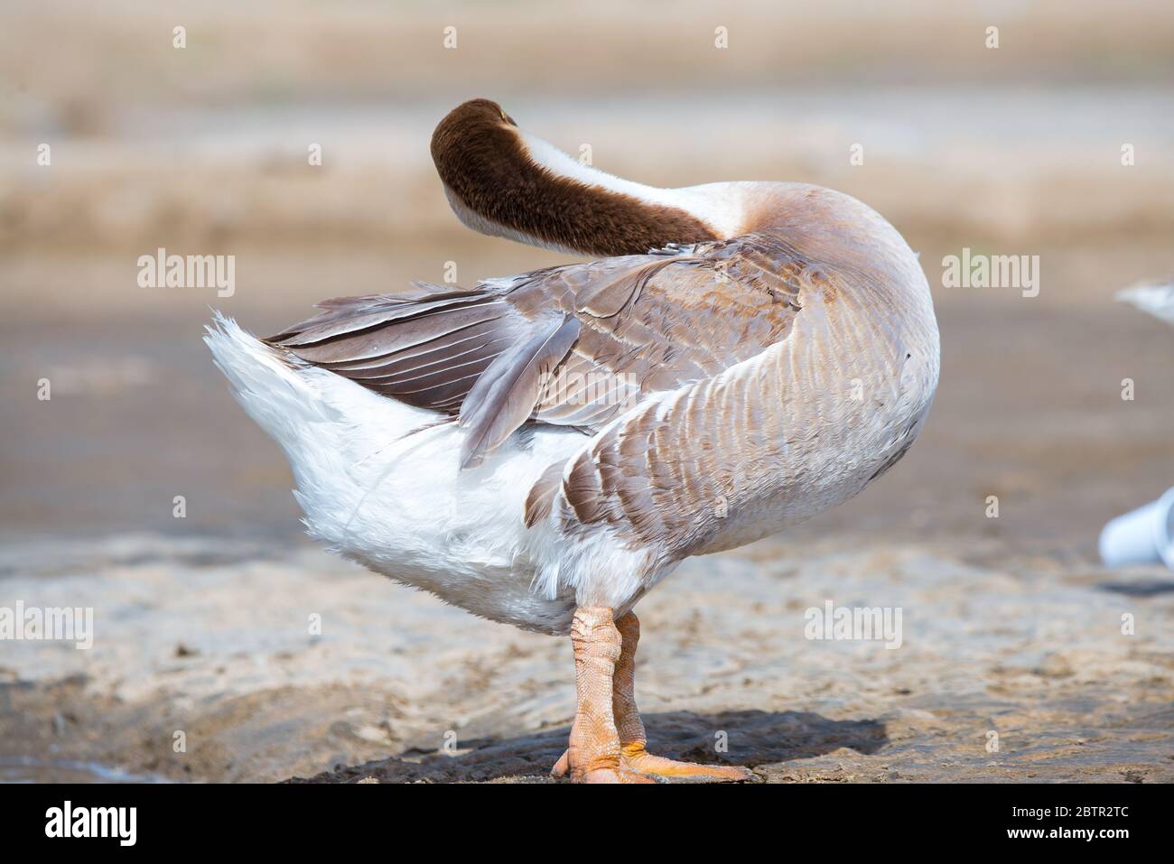 Domestic Swan goose from Saudi Arabia Stock Photo - Alamy