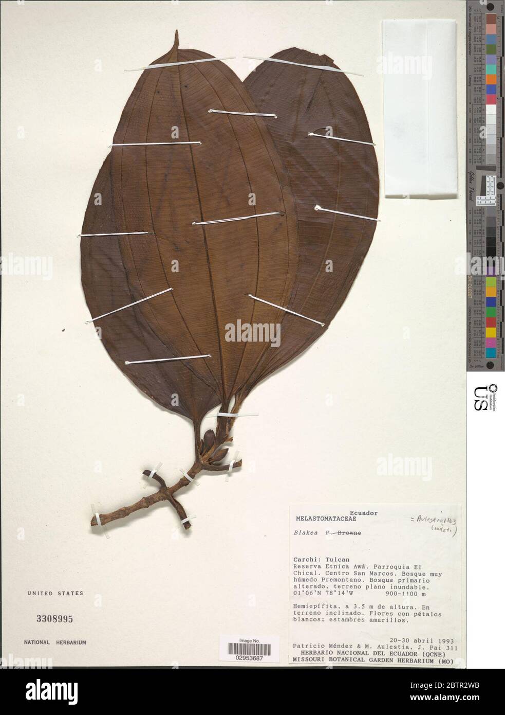 Blakea hi-res stock photography and images - Alamy