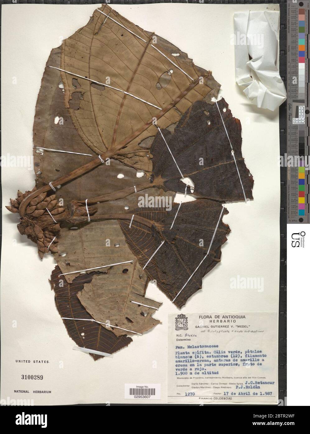 Blakea hi-res stock photography and images - Alamy