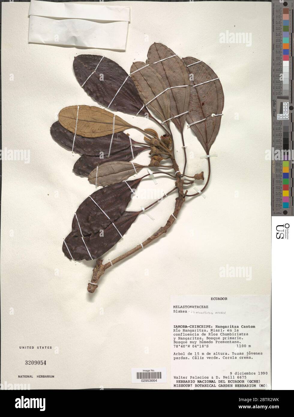 Blakea hi-res stock photography and images - Alamy