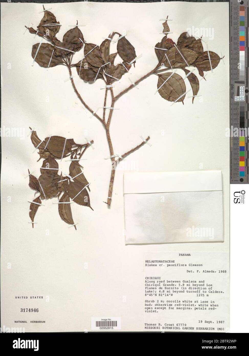 Blakea pauciflora Gleason Stock Photo - Alamy