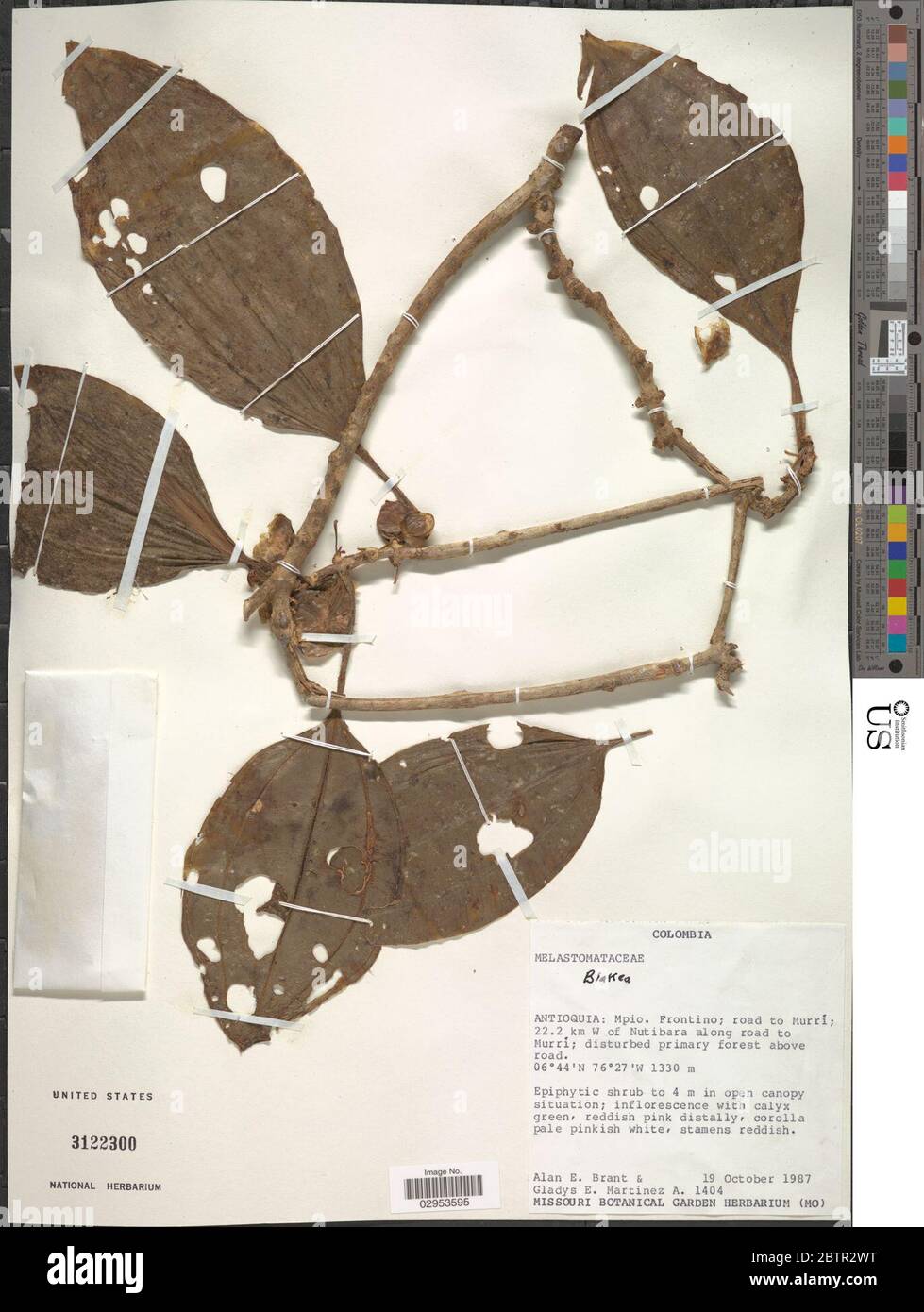 Blakea hi-res stock photography and images - Alamy