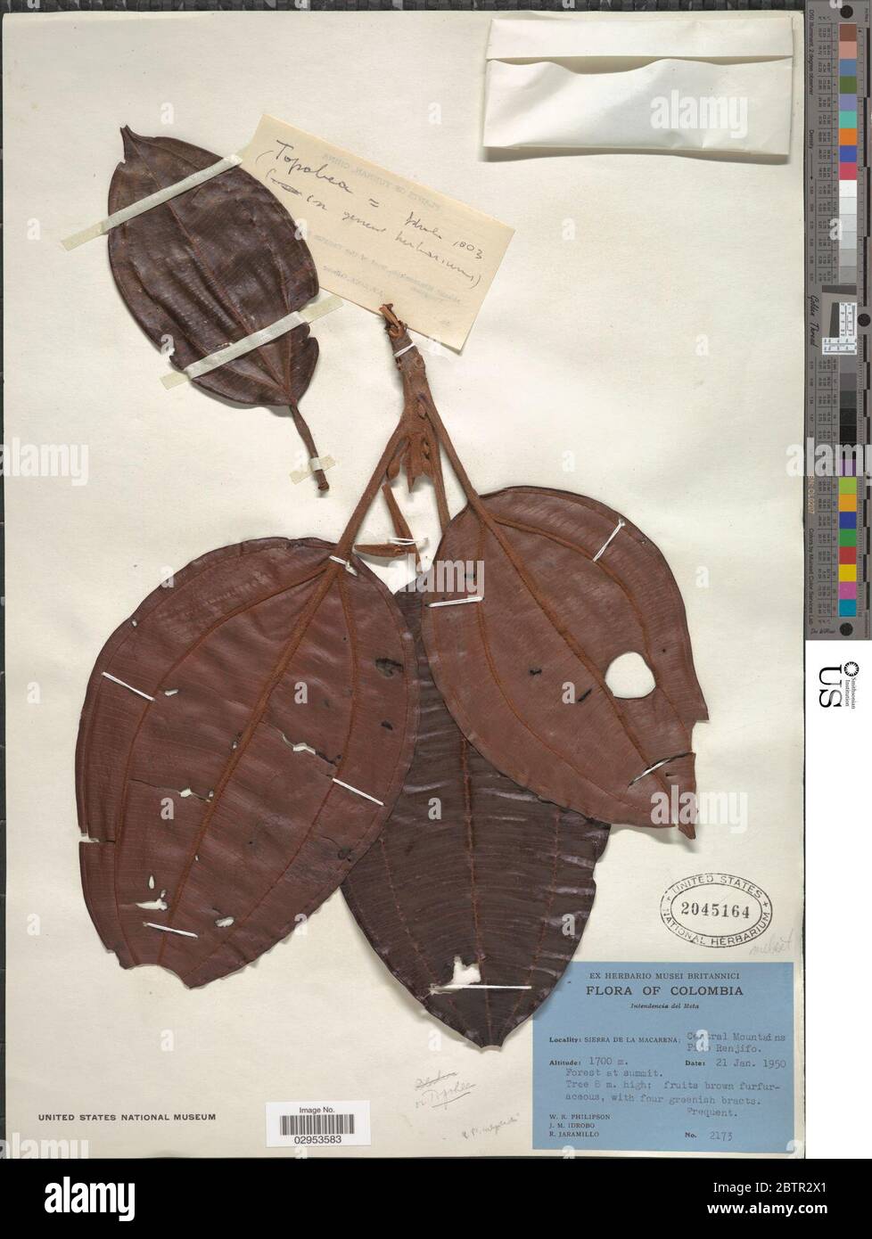 Blakea hi-res stock photography and images - Alamy