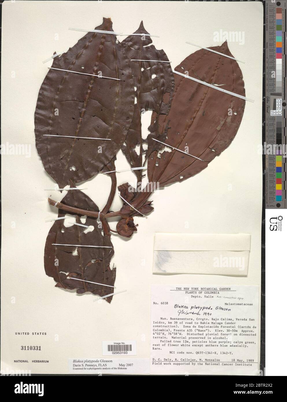 Blakea platypoda Gleason Stock Photo - Alamy