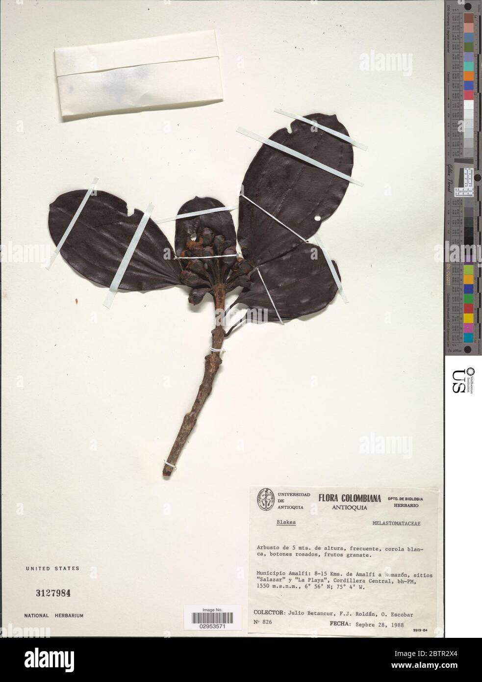 Blakea hi-res stock photography and images - Alamy