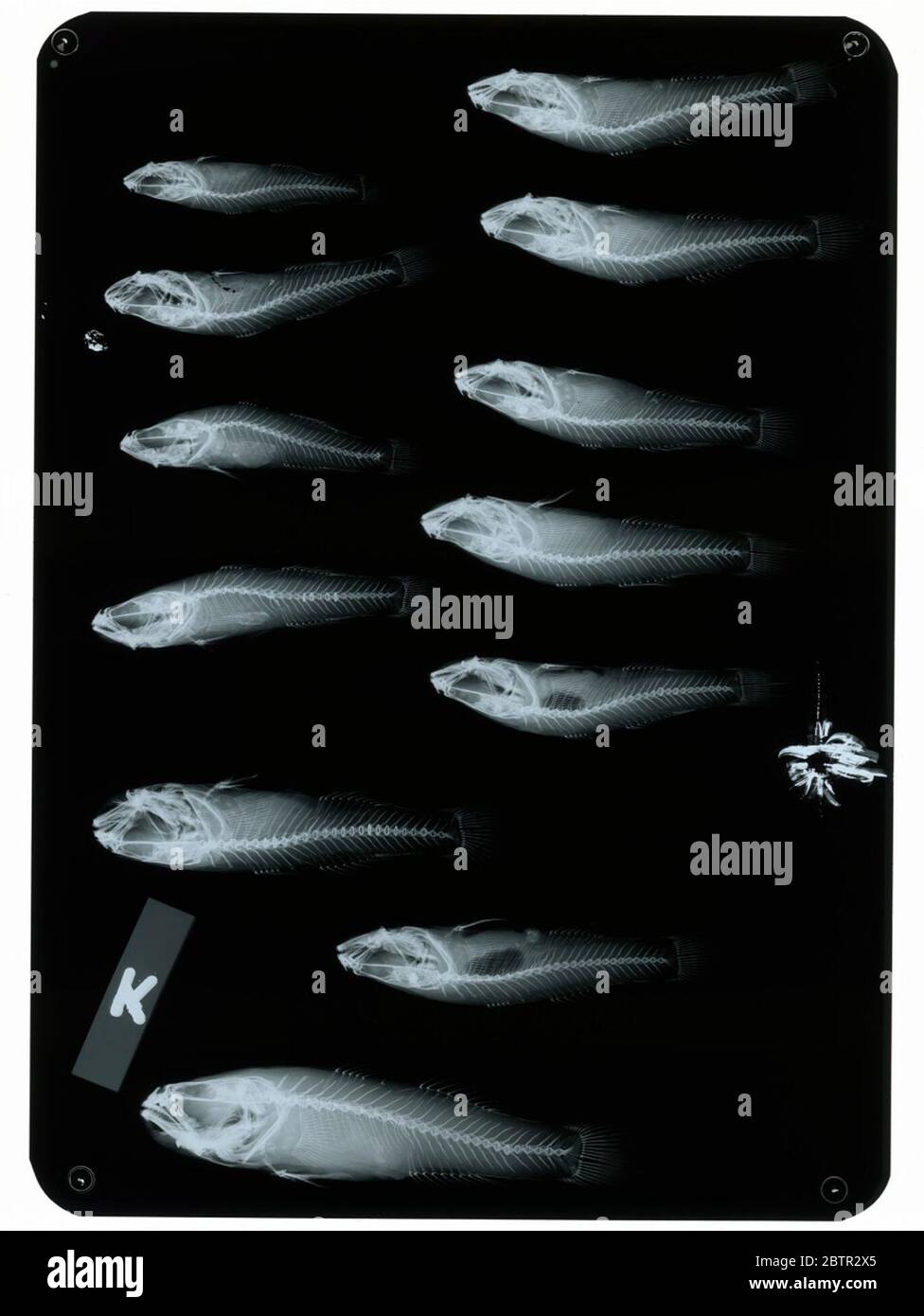 Aquatic specimens Cut Out Stock Images & Pictures - Alamy