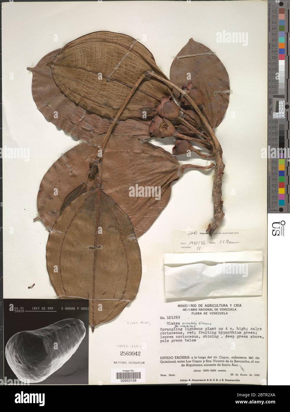 Blakea orientalis Gleason Stock Photo - Alamy
