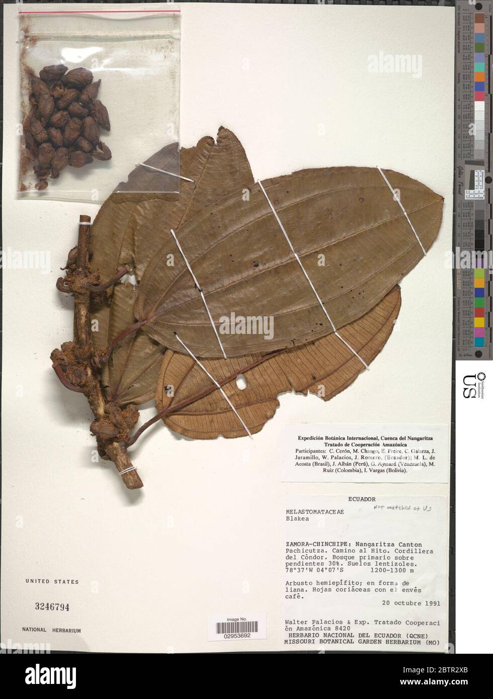 Blakea hi-res stock photography and images - Alamy