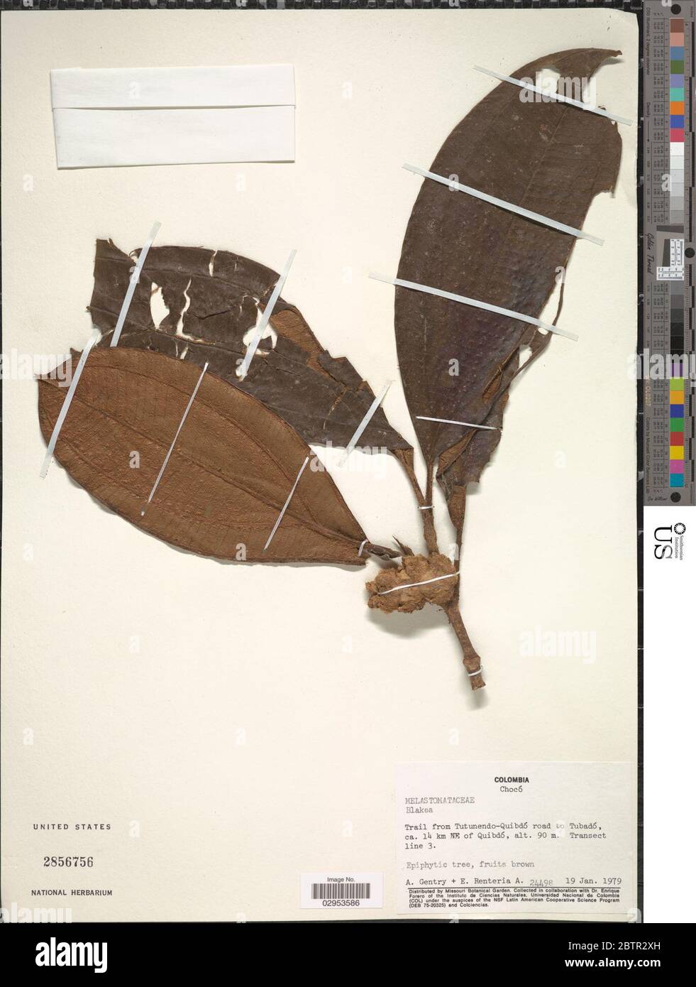 Blakea hi-res stock photography and images - Alamy