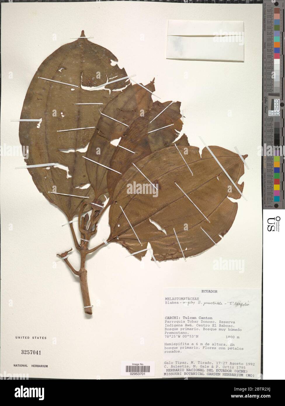 Blakea hi-res stock photography and images - Alamy